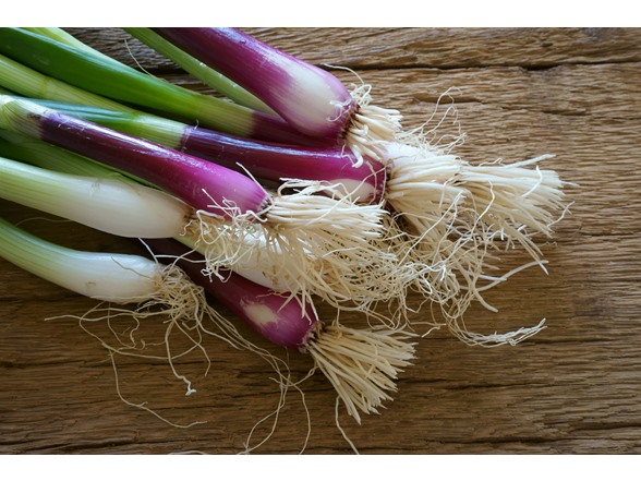 Bearded Onion Collection