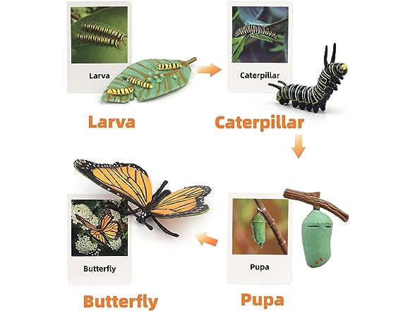 Montessori Life Cycle Animal Figurines, Butterfly