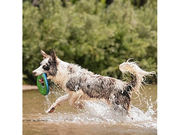 Chuckit! Amphibious ZipFlight Floating Flying Disc