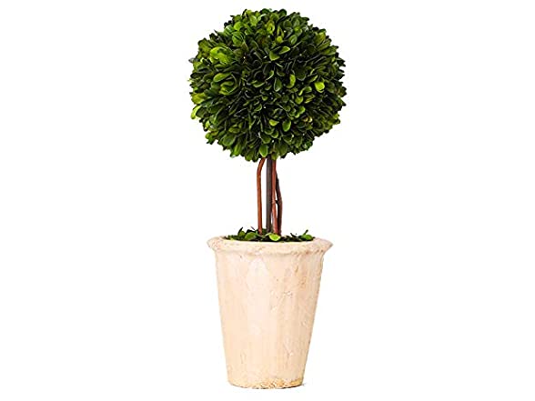 Boxwood Evergreen Globe Tree