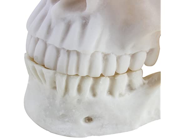 Realistic Human Skull Head Bone Model